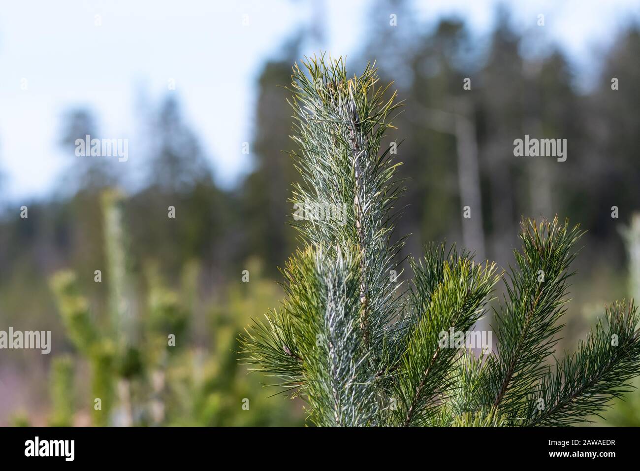 Young pine tree plant with treatment against animals in scandinavian ...