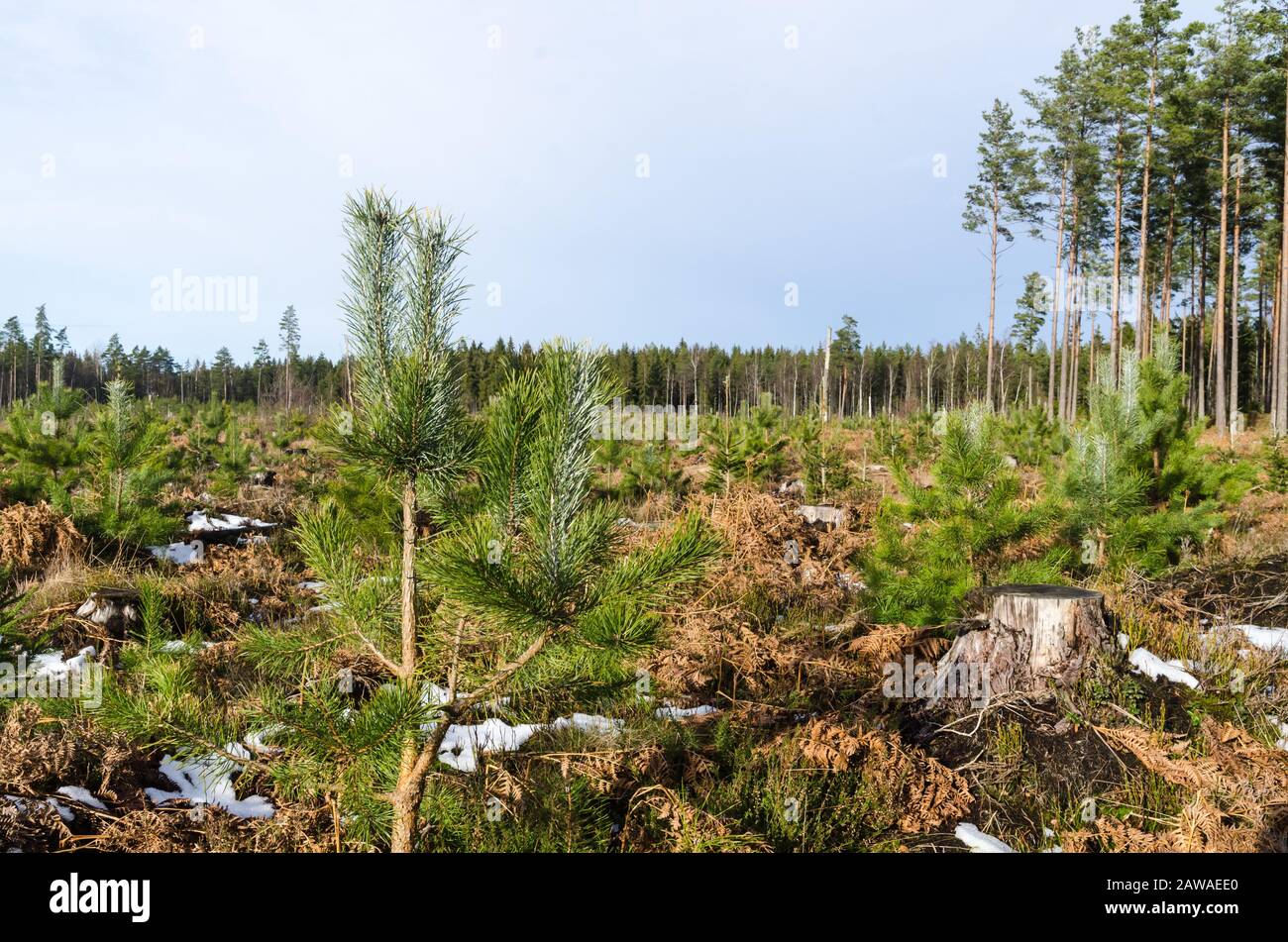 Pine tree plantation in the woods with plants protected against animals ...