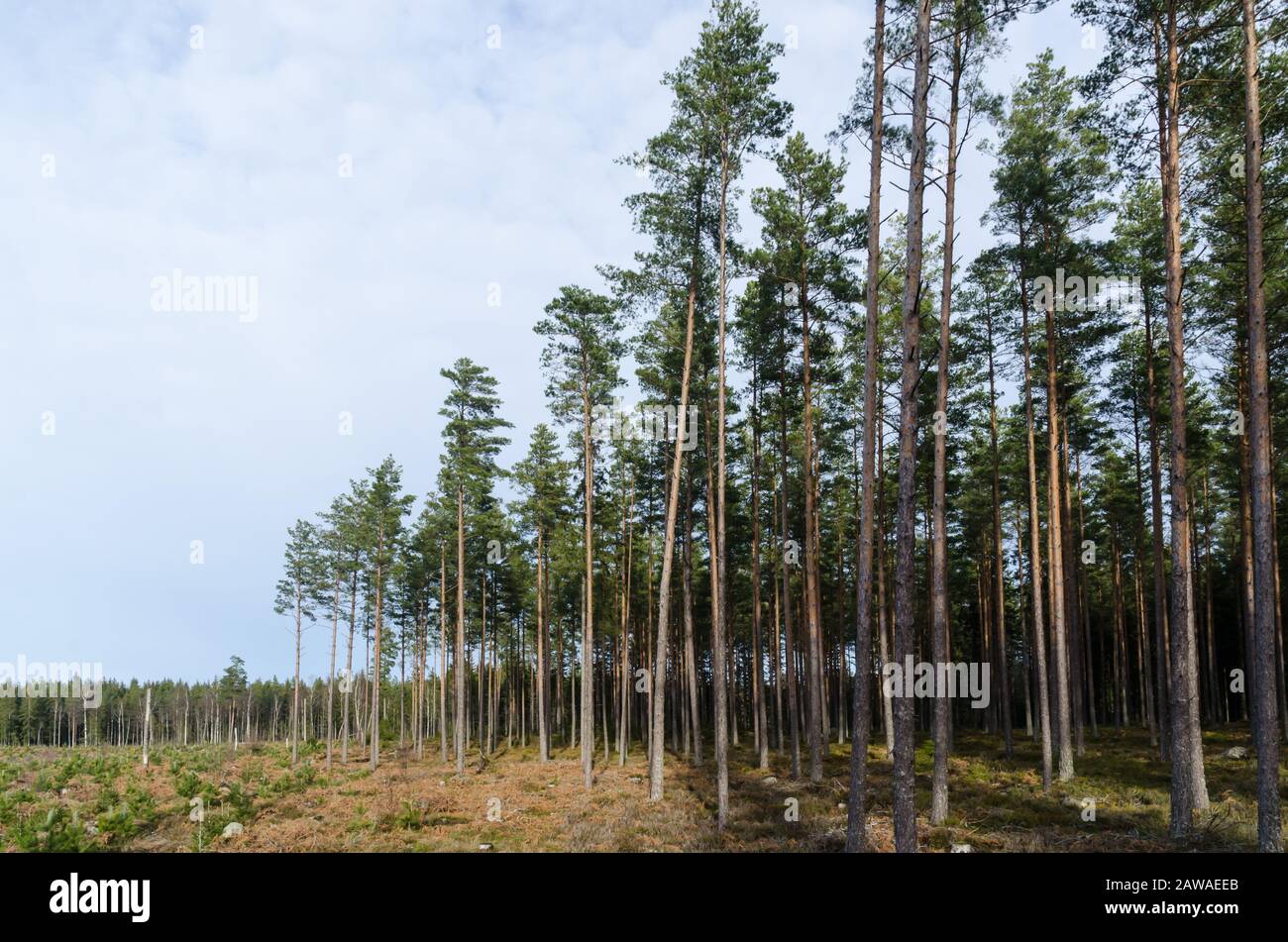 Pine Tree Plantation High Resolution Stock Photography and Images - Alamy
