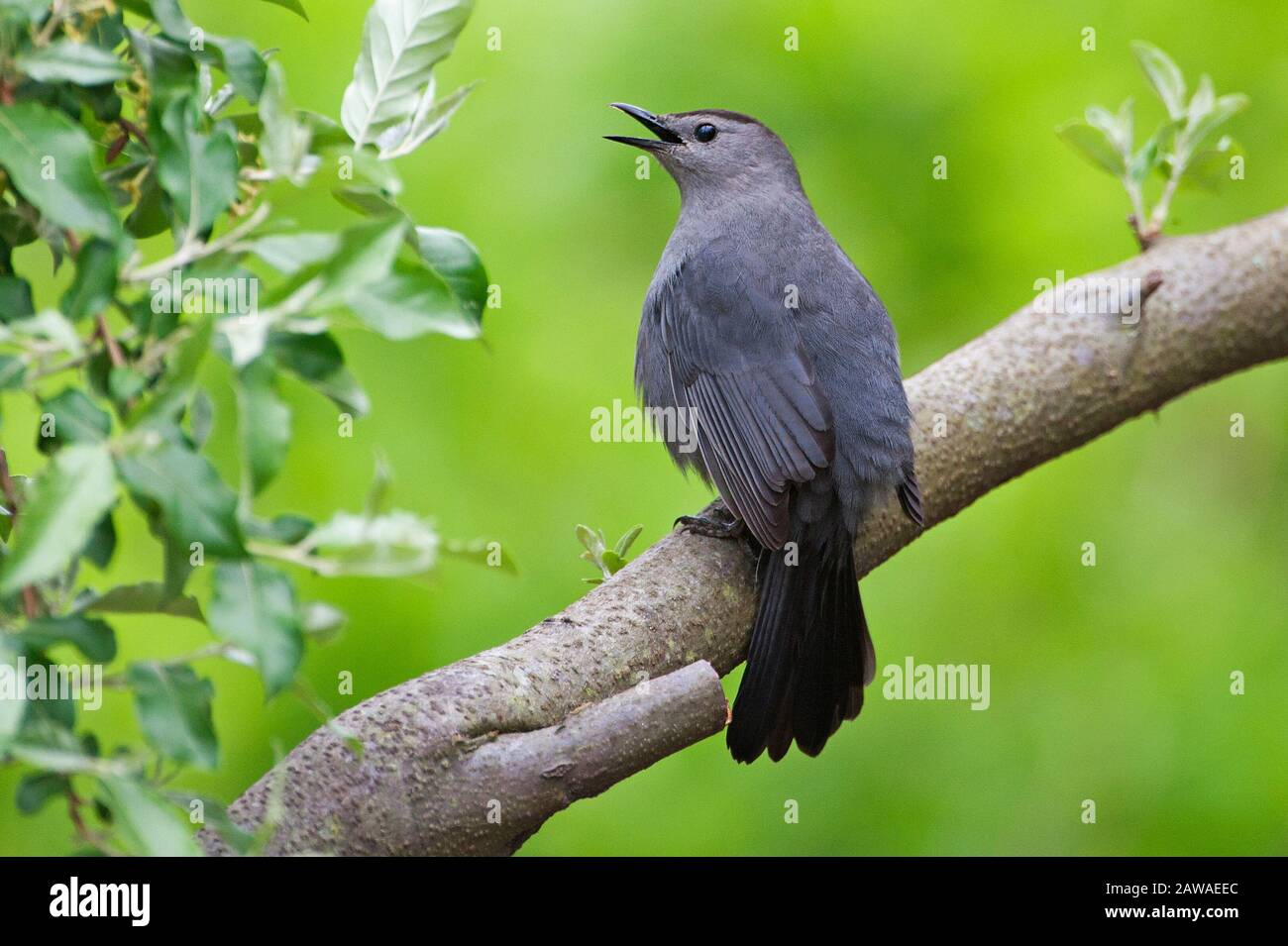 Gray catbird singing in spring migration Stock Photo - Alamy