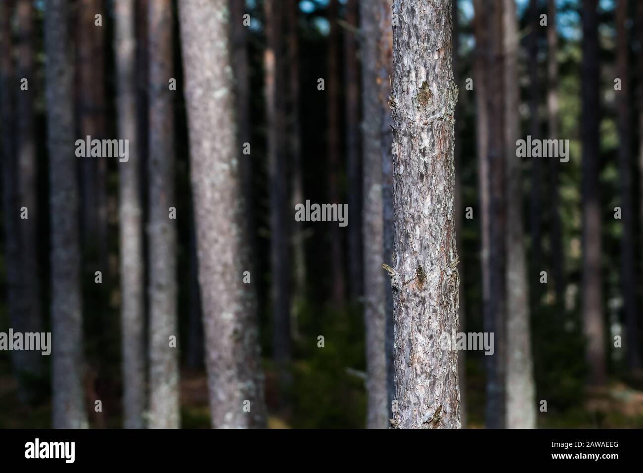 Pine tree stems hi-res stock photography and images - Alamy