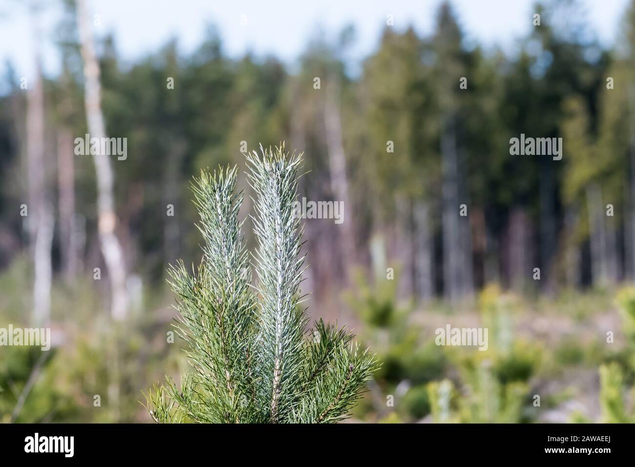 Pine tree plant protected against wild animals in a sunlit pine tree ...