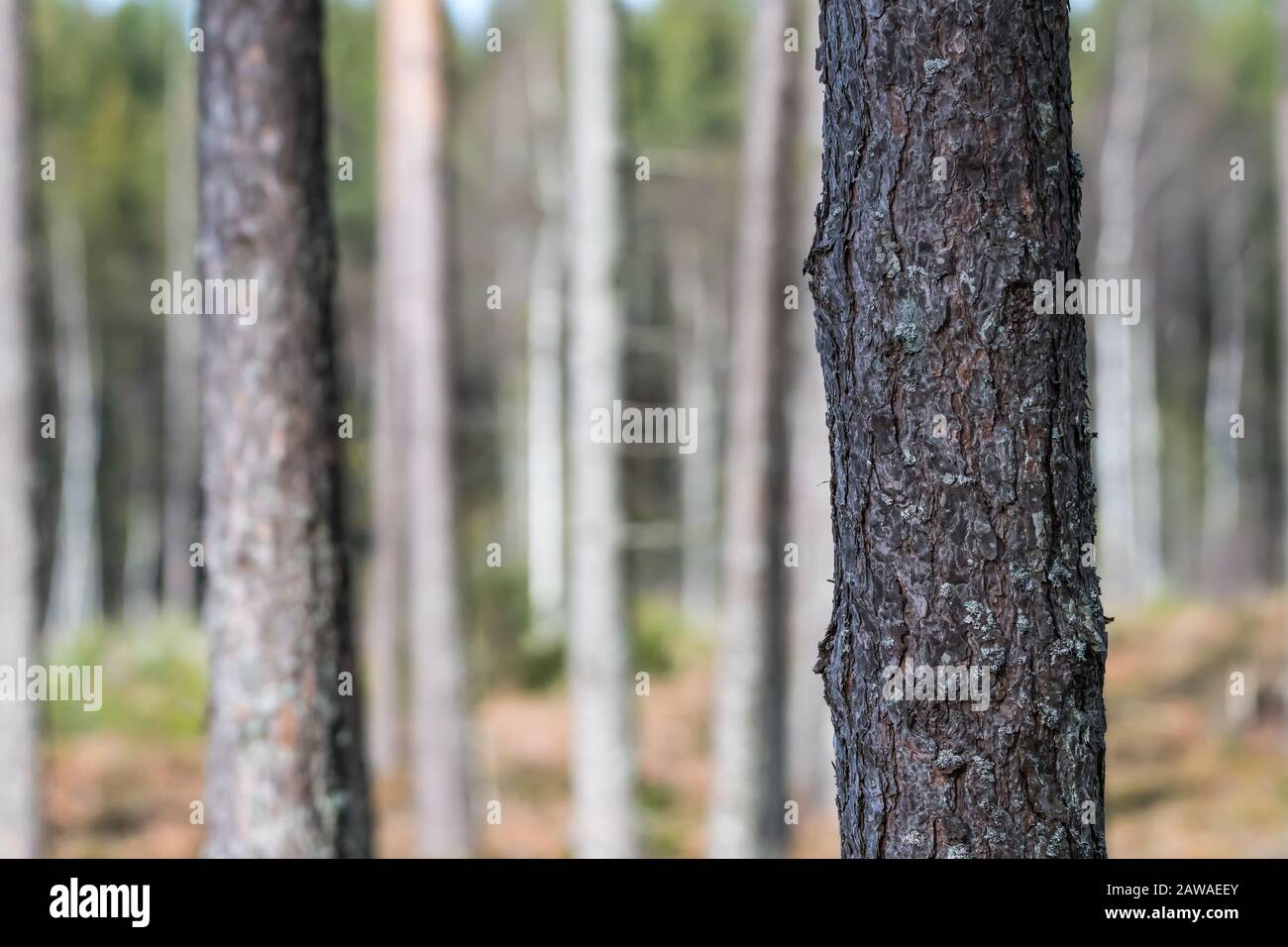 Pine tree stems hi-res stock photography and images - Alamy