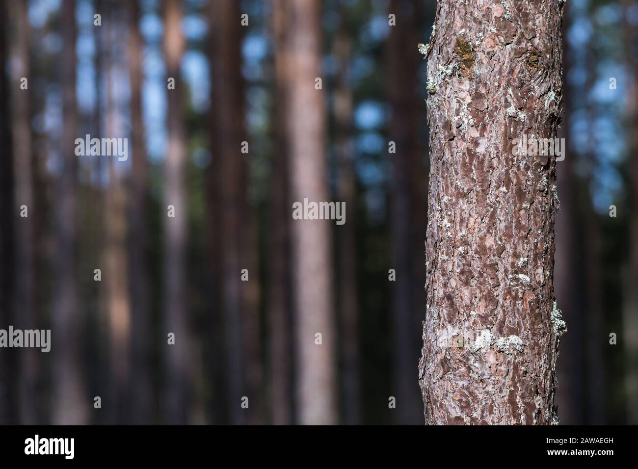 Growing pine tree trunk close up in front of many blurred tree trunks ...