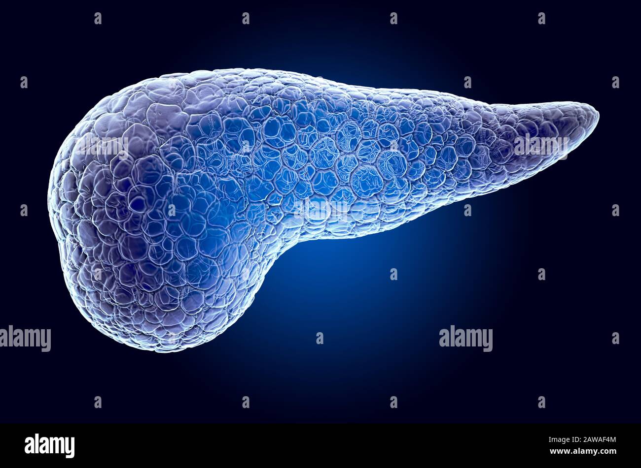 Pancreas drawing hi-res stock photography and images - Alamy