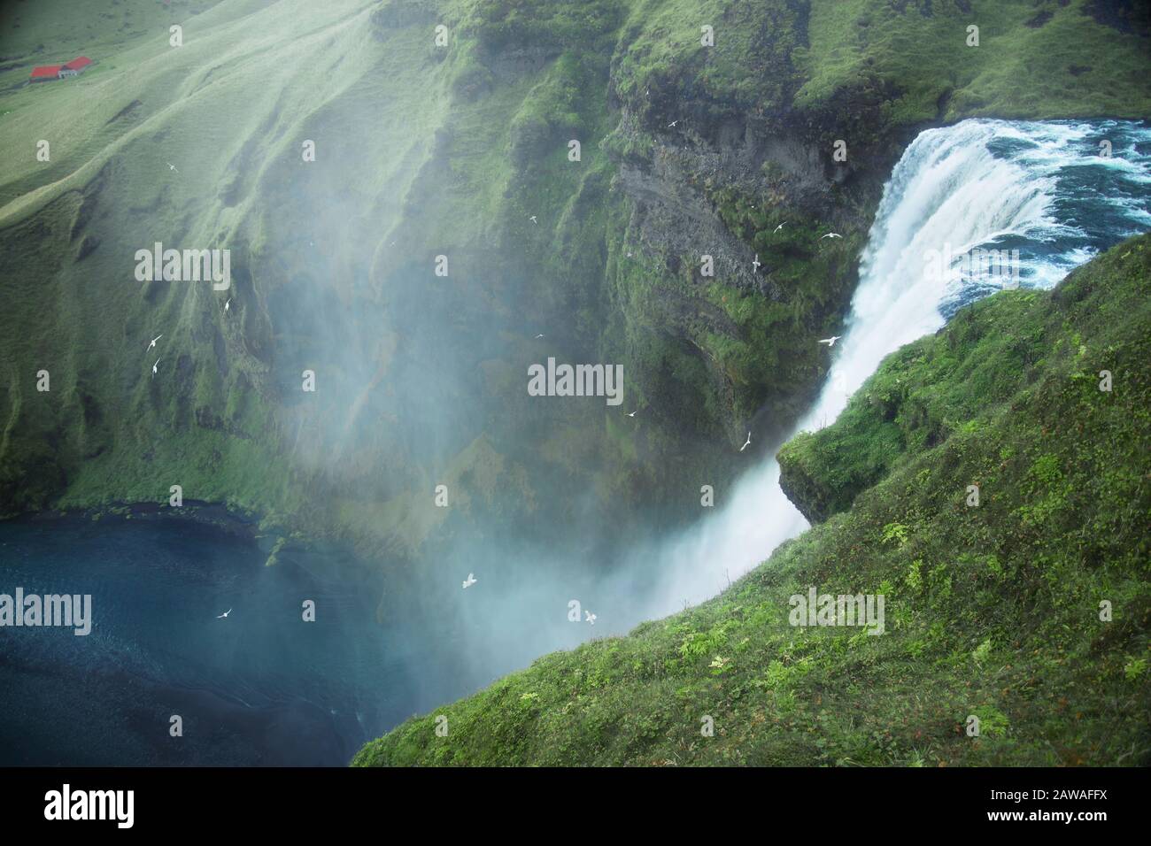 Beautiful birds of iceland hi-res stock photography and images - Alamy