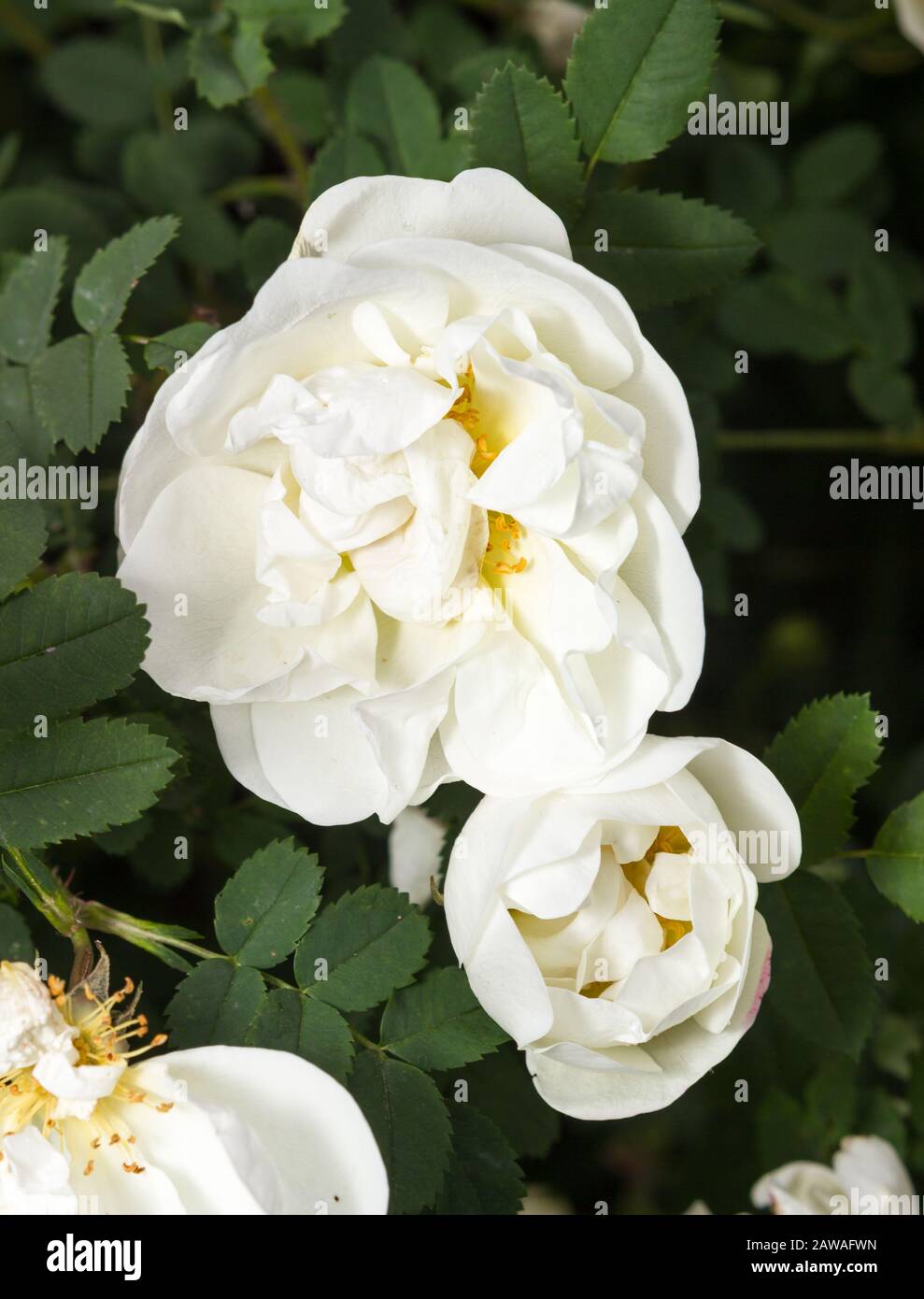Scotch rose hi-res stock photography and images - Alamy