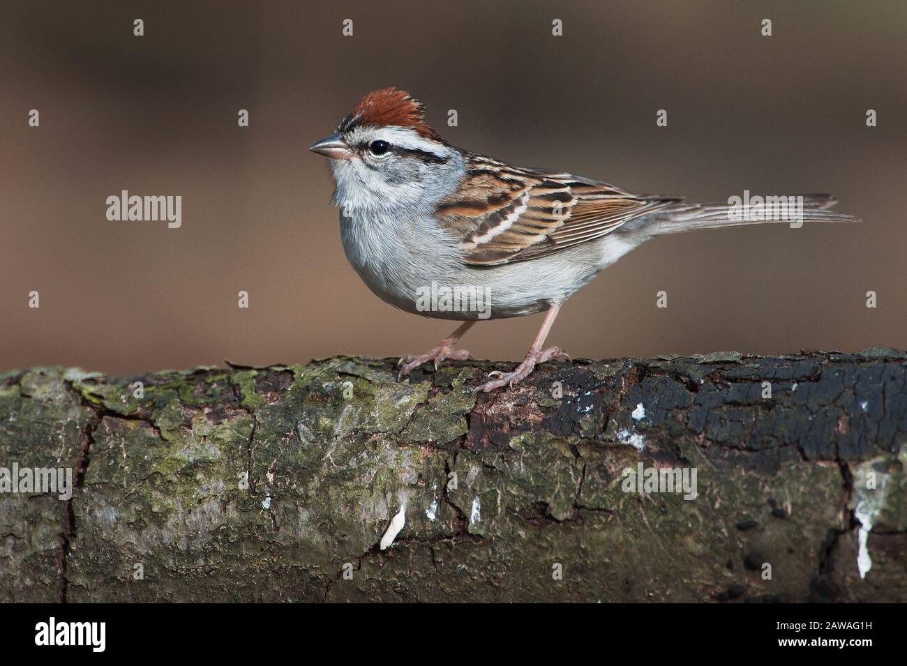 Sparrow Migration High Resolution Stock Photography and Images - Alamy