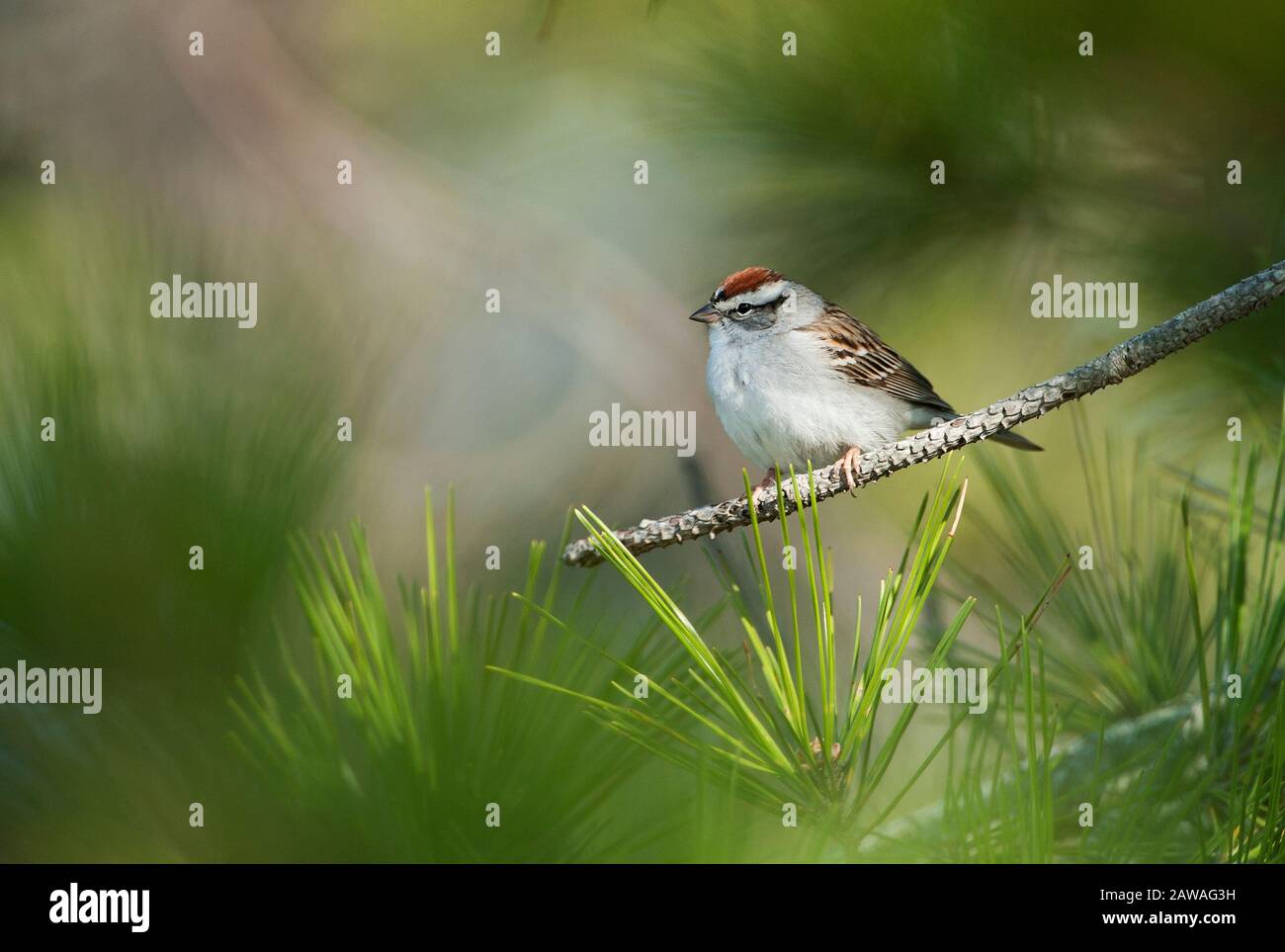 Chipping Sparrow During Spring Migration Stock Photo Alamy