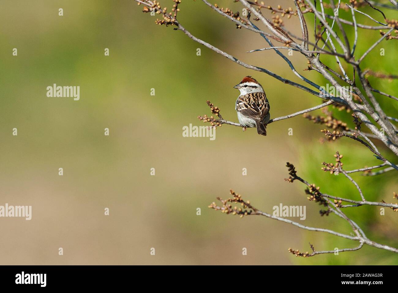 Chipping sparrow during spring migration Stock Photo - Alamy