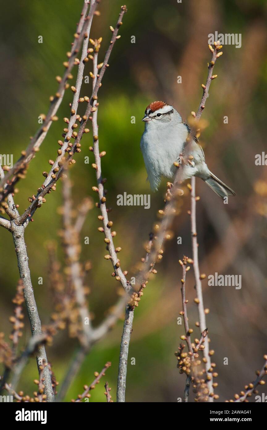 Chipping Sparrow During Spring Migration Stock Photo Alamy