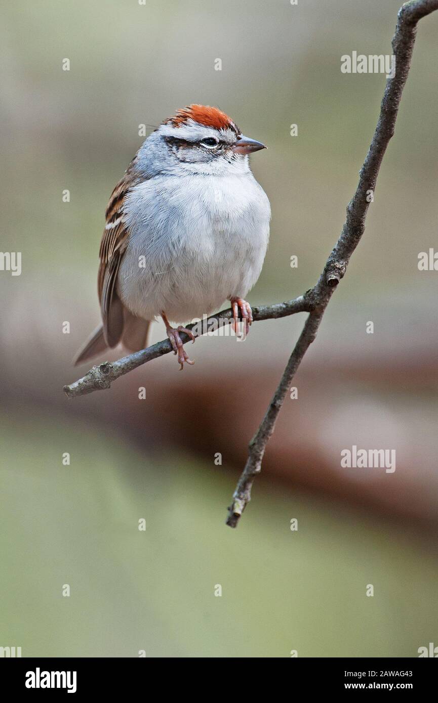 Chipping Sparrow During Spring Migration Stock Photo Alamy