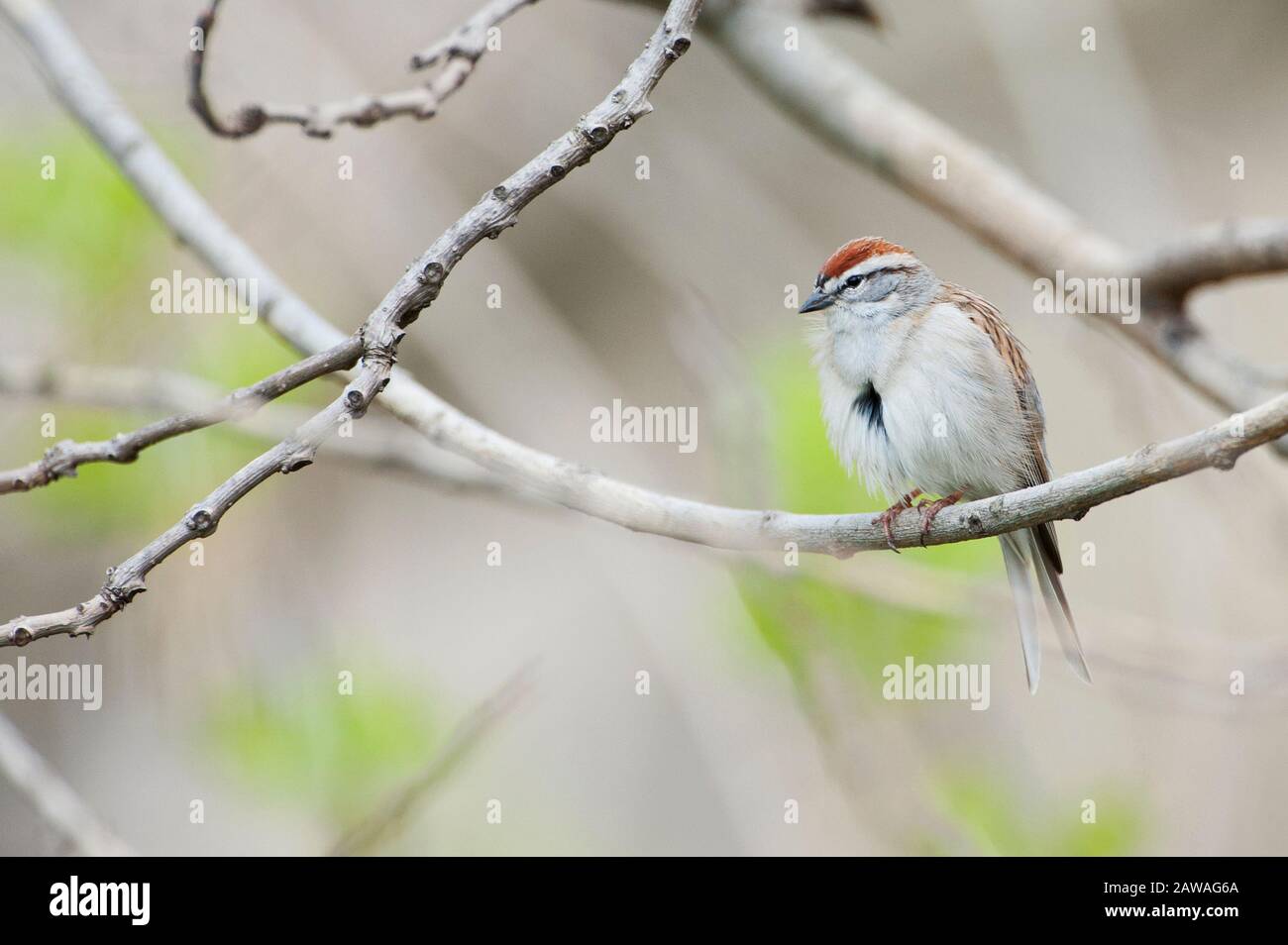 Chipping Sparrow During Spring Migration Stock Photo Alamy