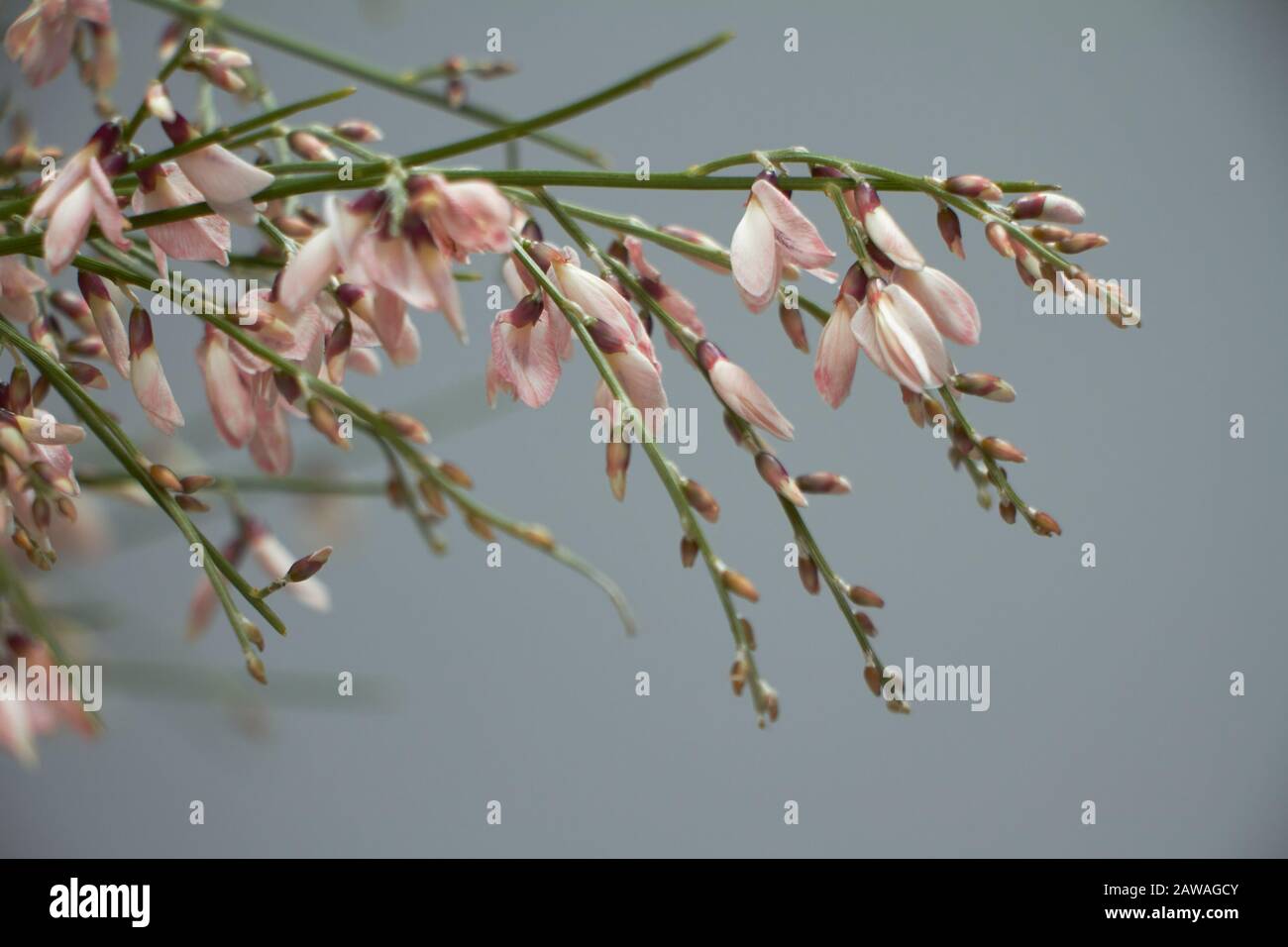 Close-up bouquet of light pink genista cytisus flowers in a glass vase ...