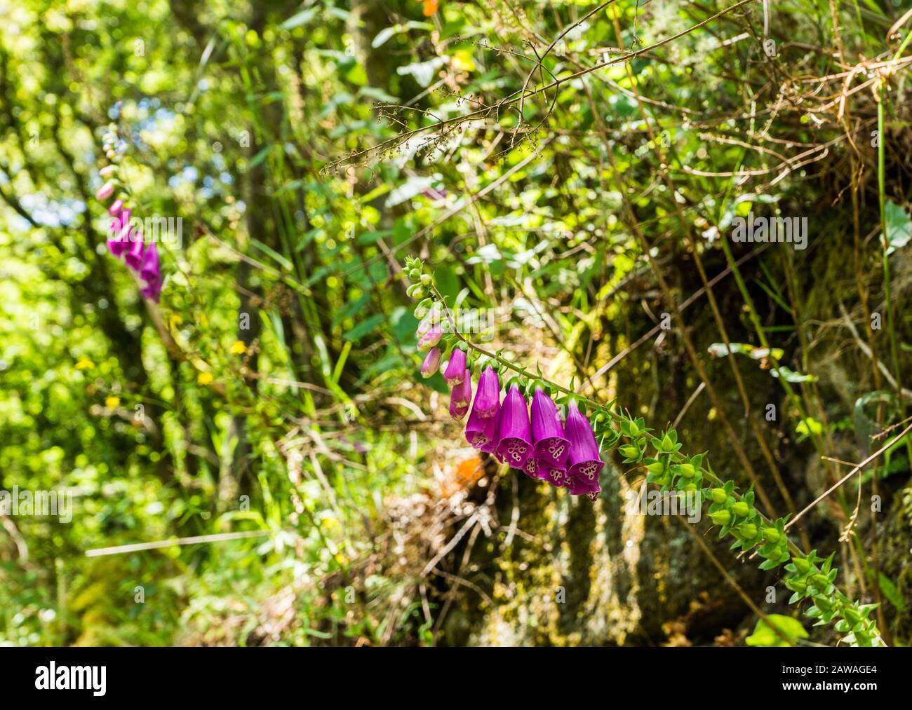 lila forest flower Stock Photo - Alamy