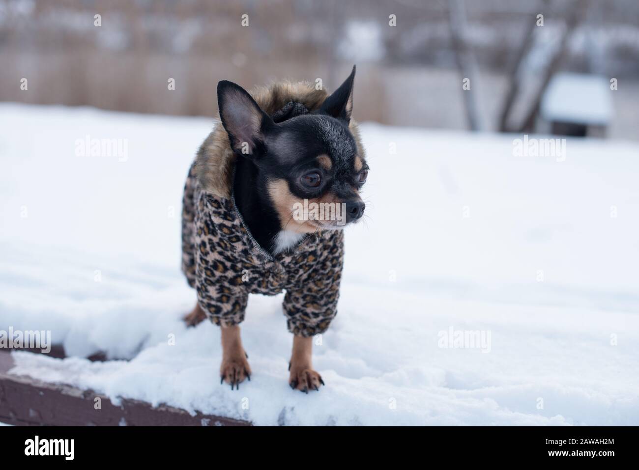 small dog jacket cold in the winter. Chihuahua in winter clothes on a ...