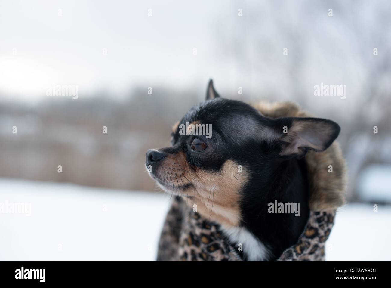 small dog jacket cold in the winter. Chihuahua in winter clothes on a ...
