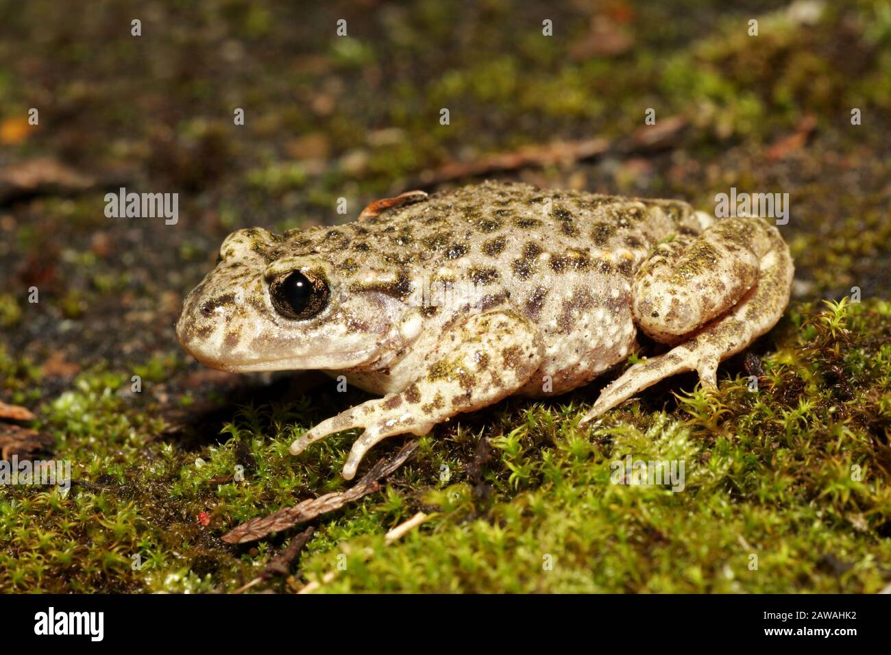 Midwife Toad - Alytes obstetricans Stock Photo - Alamy