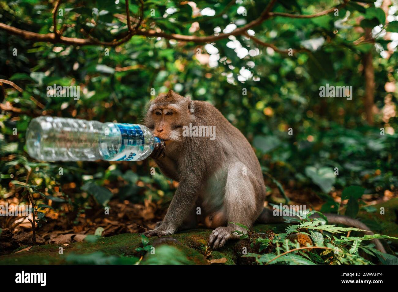 Balinese long tailed monkey drinking from water bottle Stock Photo - Alamy