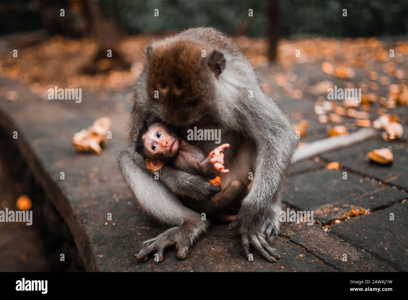 Monkey holding baby hi-res stock photography and images - Alamy