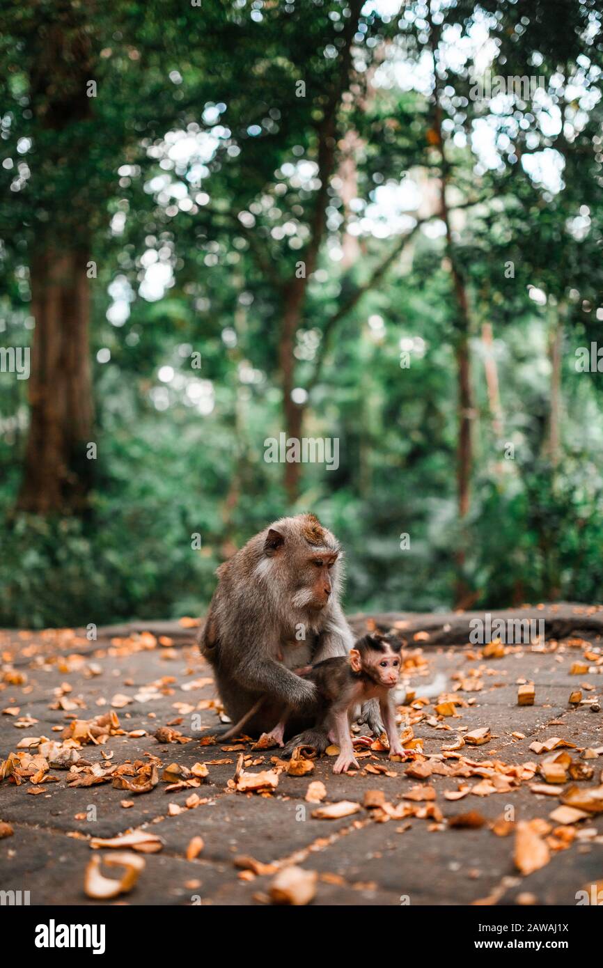 Monkey holding baby hi-res stock photography and images - Alamy