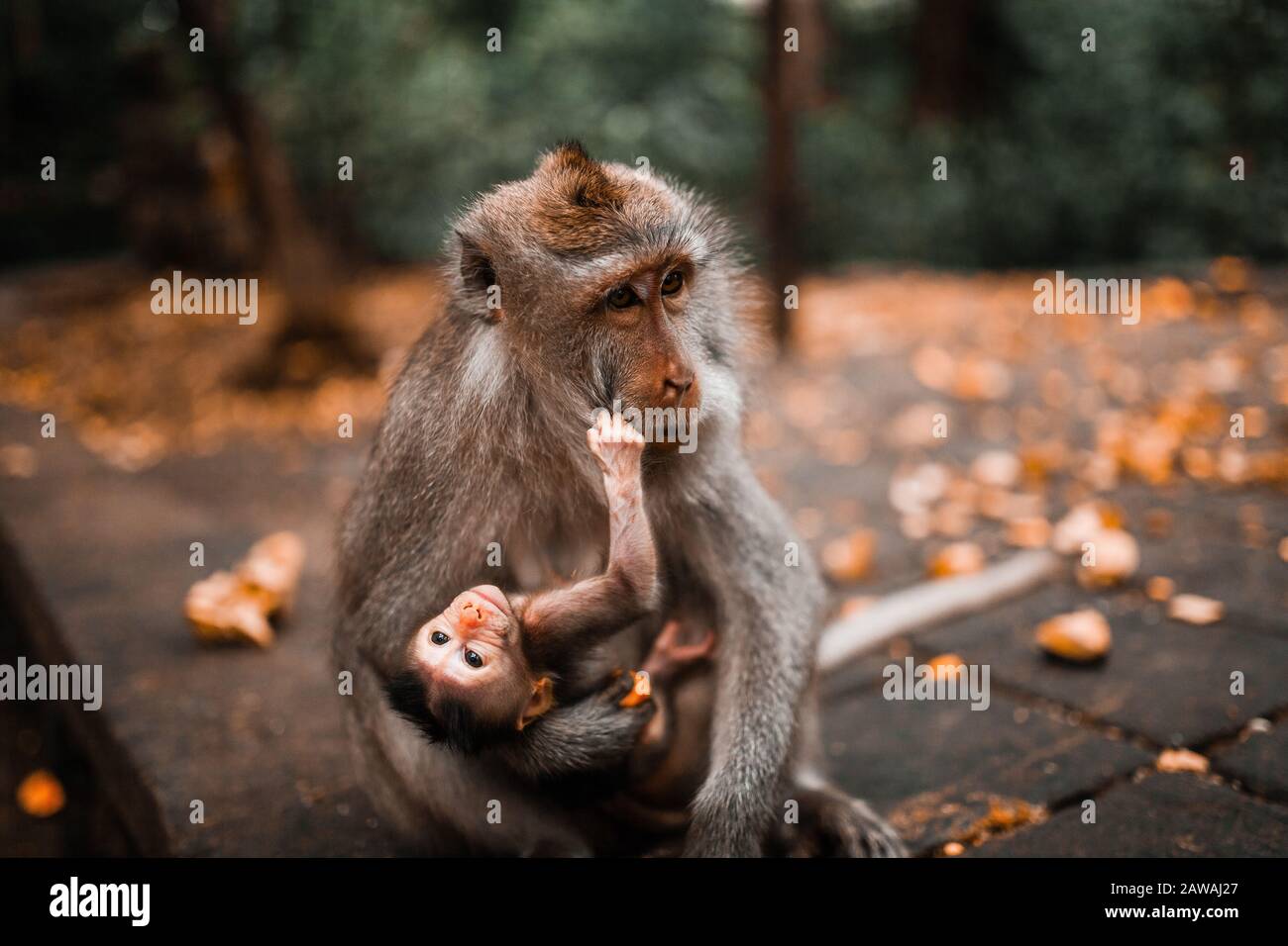 Mother Balinese long tailed monkey holding her baby Stock Photo - Alamy