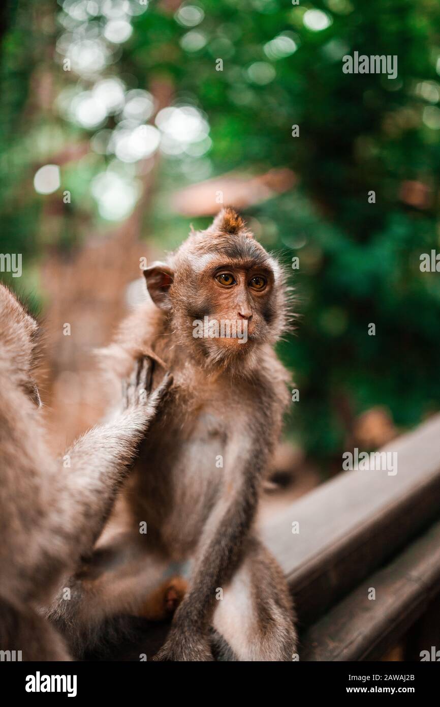 Two young monkeys grooming each other Stock Photo - Alamy