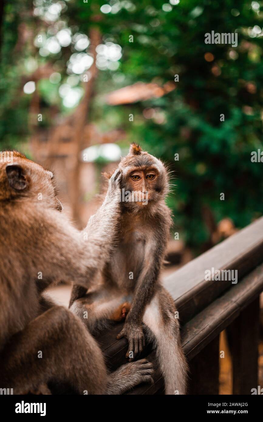 Two young monkeys grooming each other Stock Photo - Alamy