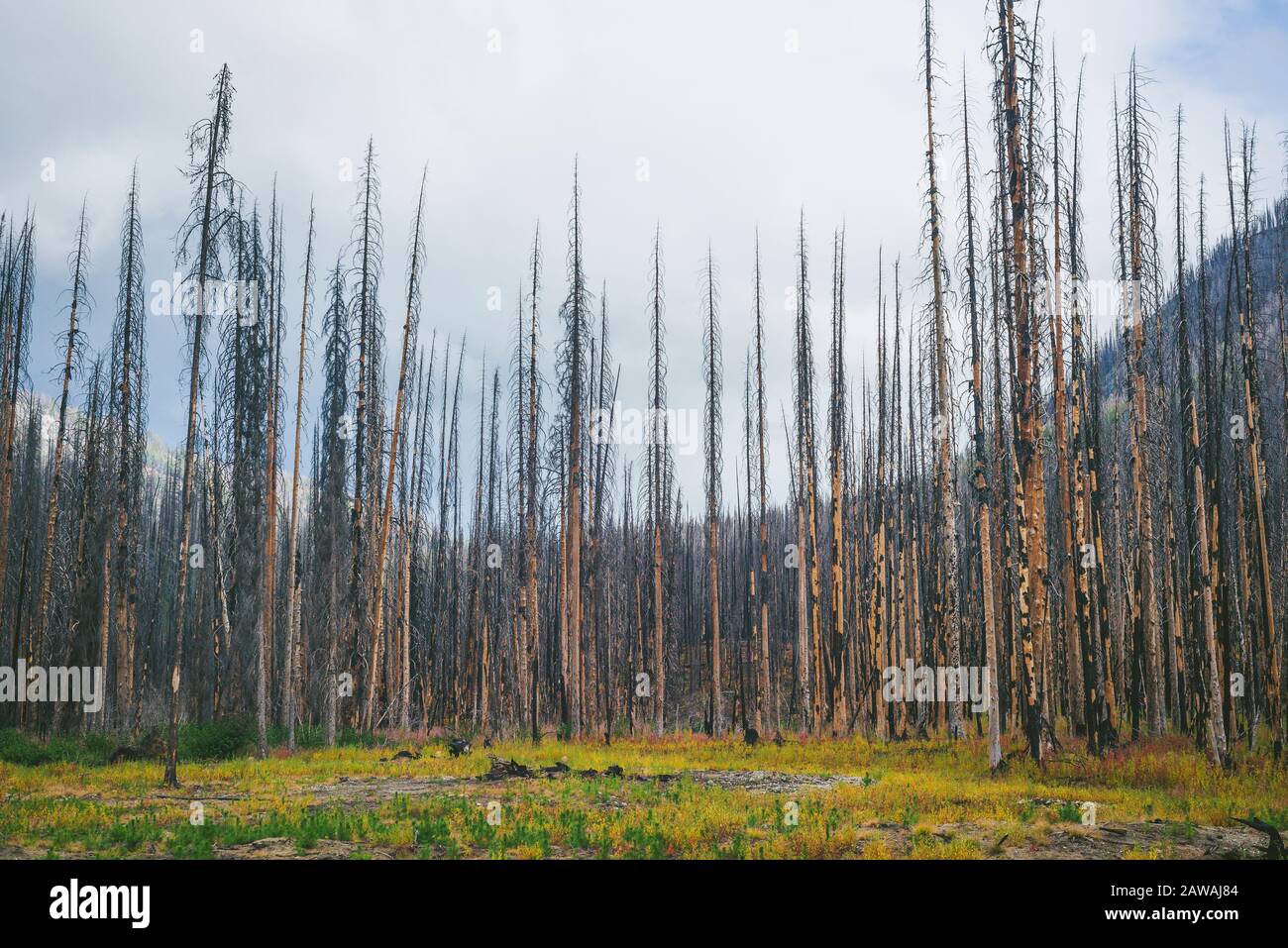 Standing Burned Trees From A Forest Fire Stock Photo - Alamy