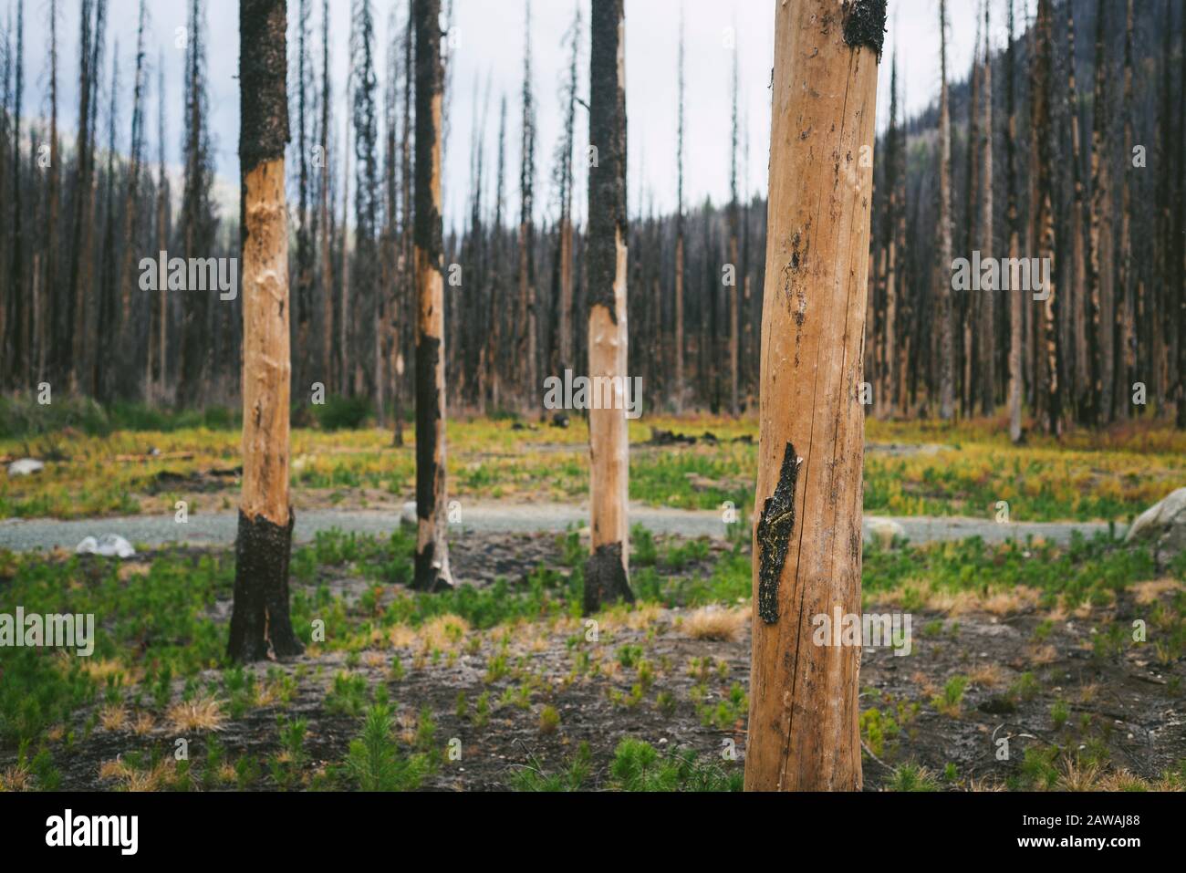 Burned trees hi-res stock photography and images - Alamy