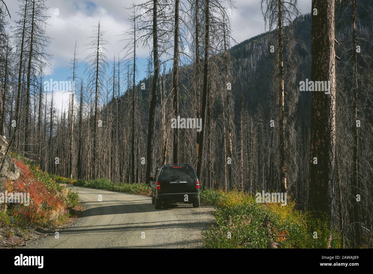 Gravel forest service road hi-res stock photography and images - Alamy