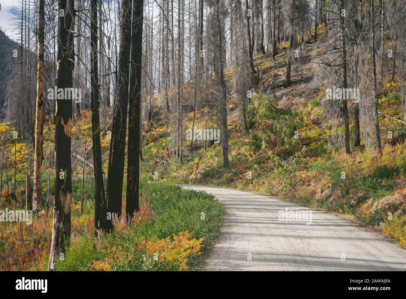 Gravel forest service road hi-res stock photography and images - Alamy