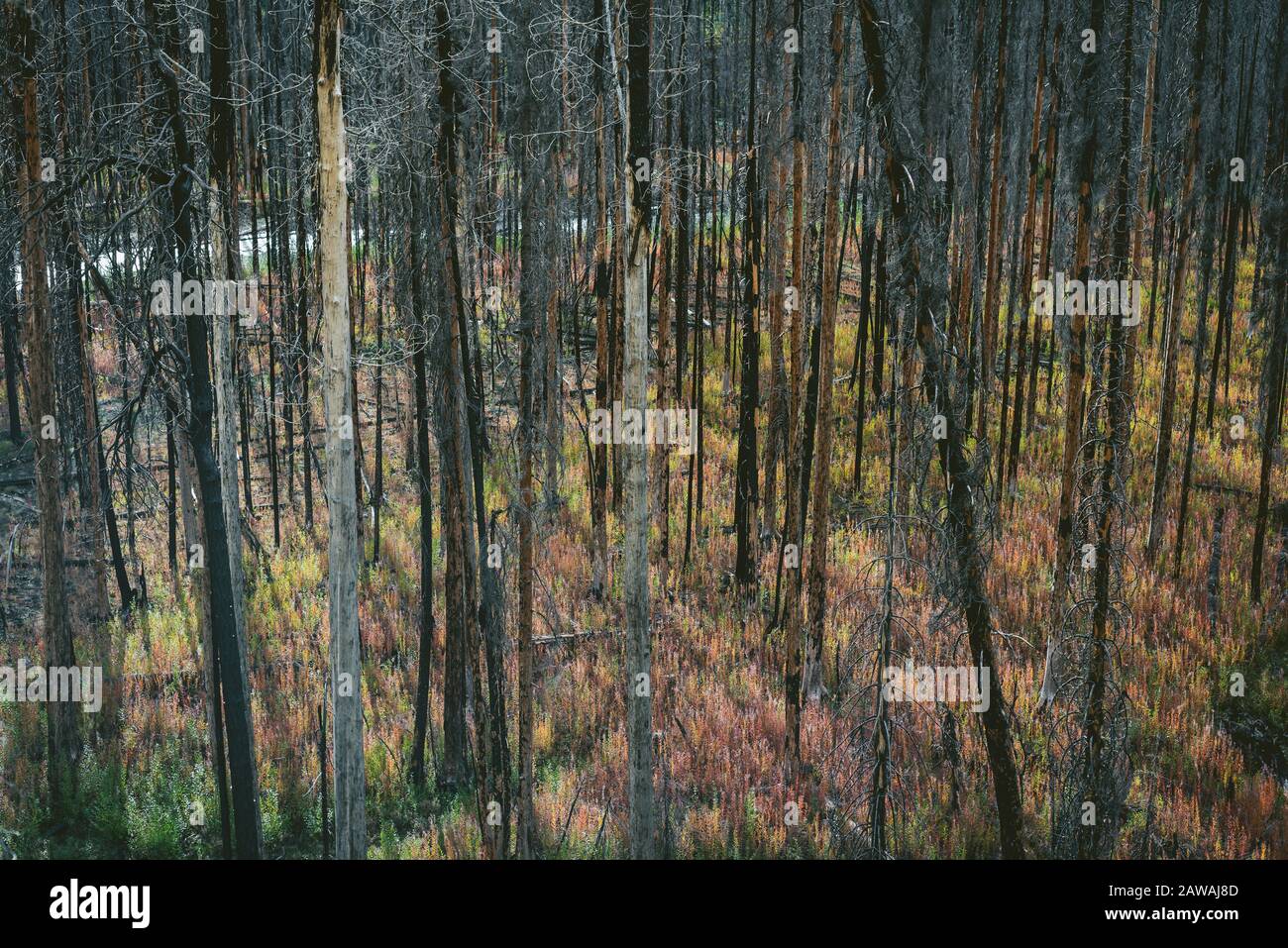 Grove Of Burned Trees From A Wild Fire Stock Photo - Alamy