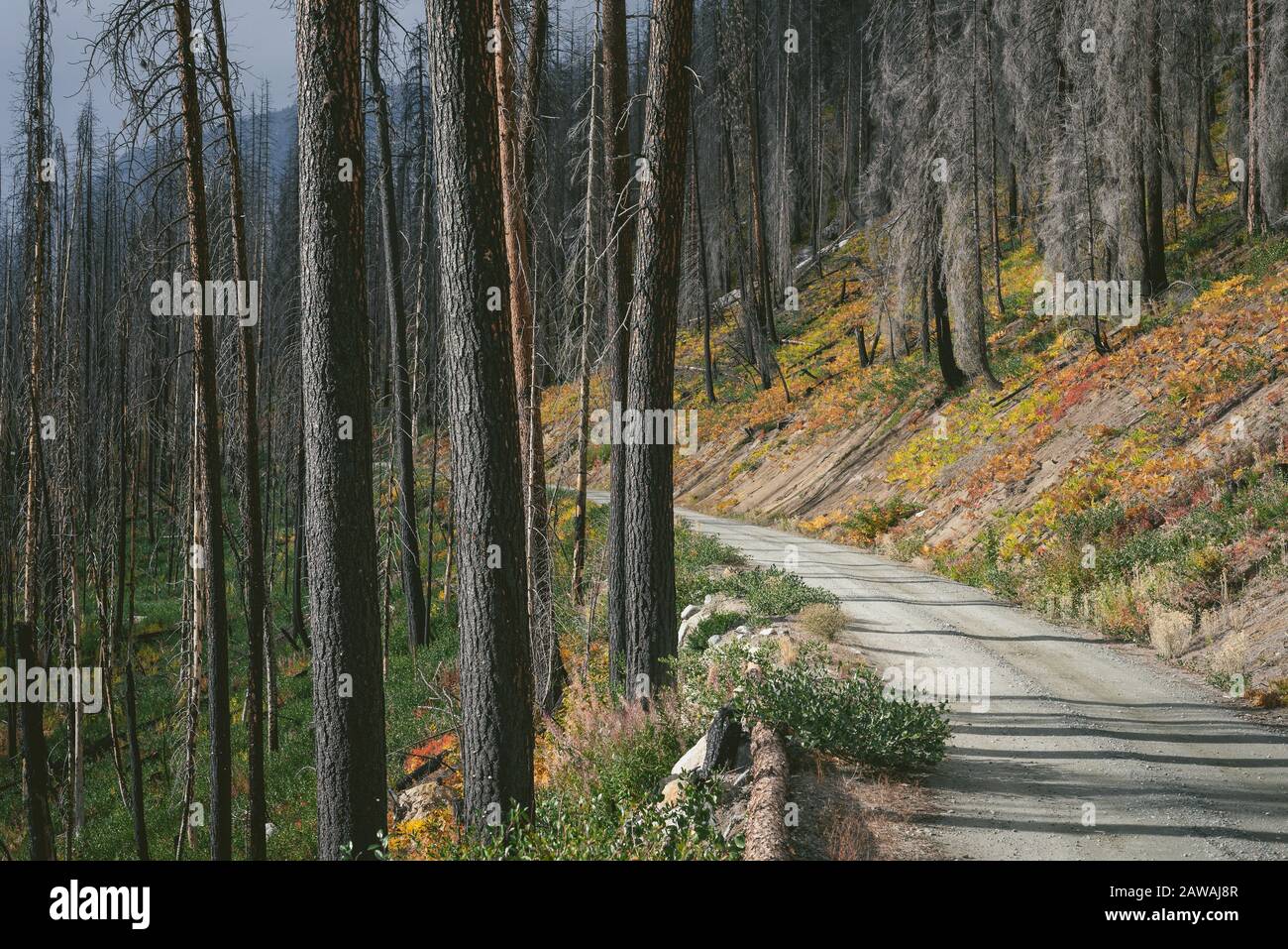 Gravel forest service road hi-res stock photography and images - Alamy