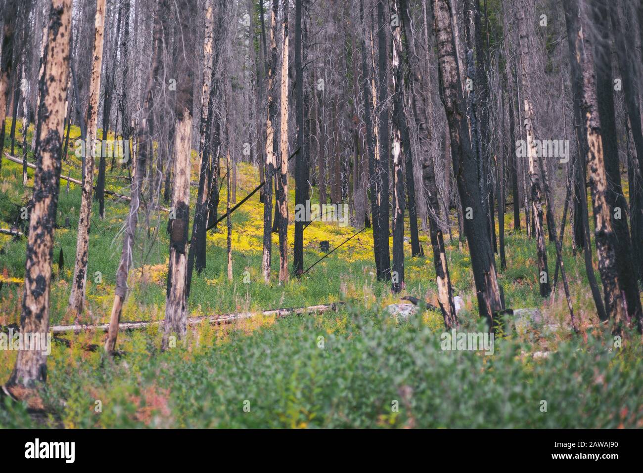 Burned Trees From A Forest Fire With New Growth Stock Photo - Alamy