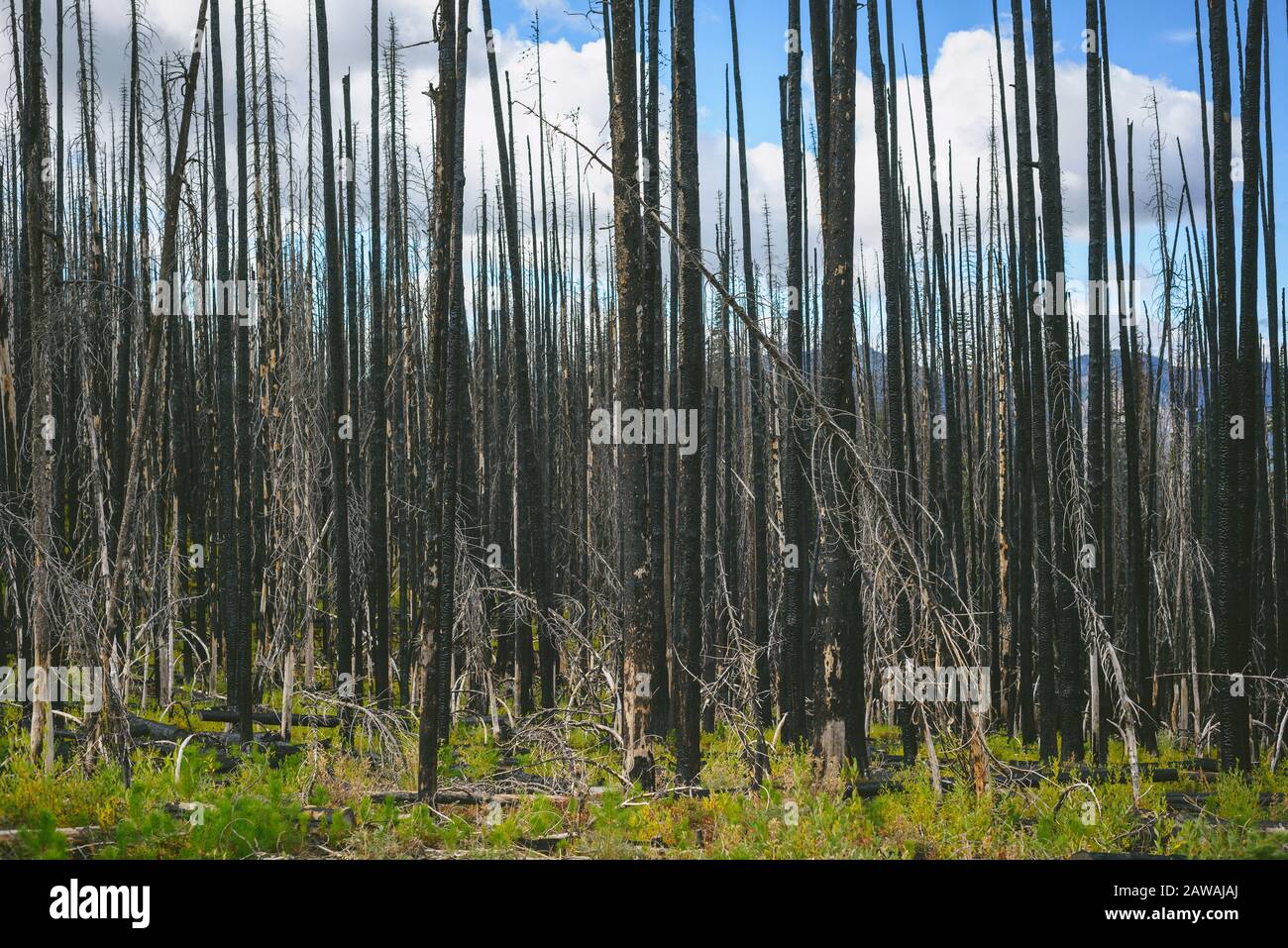 Standing Burnt Dead Trees From Wildfire Stock Photo - Alamy