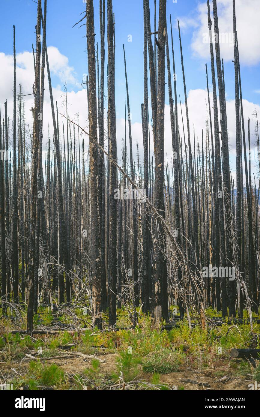 Standing Dead Burnt Trees From A Wildfire Stock Photo - Alamy