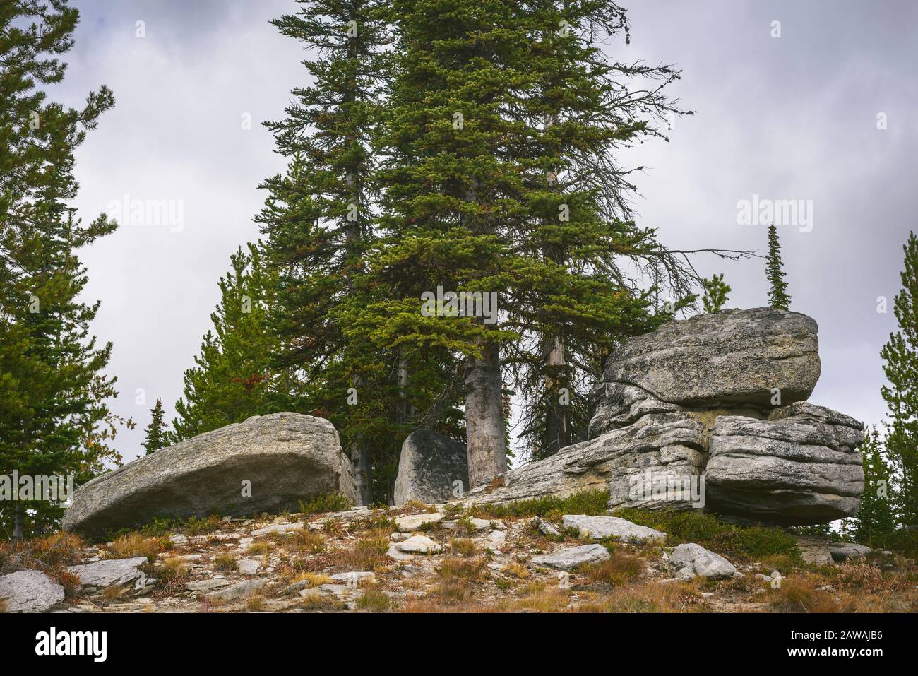 Evergreen Trees Growing Around Rocks Stock Photo - Alamy