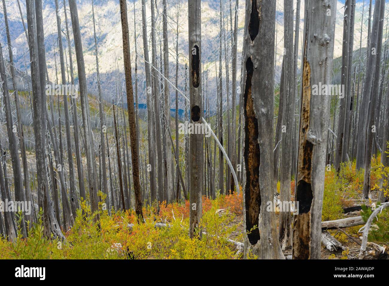 Burned trees hi-res stock photography and images - Alamy