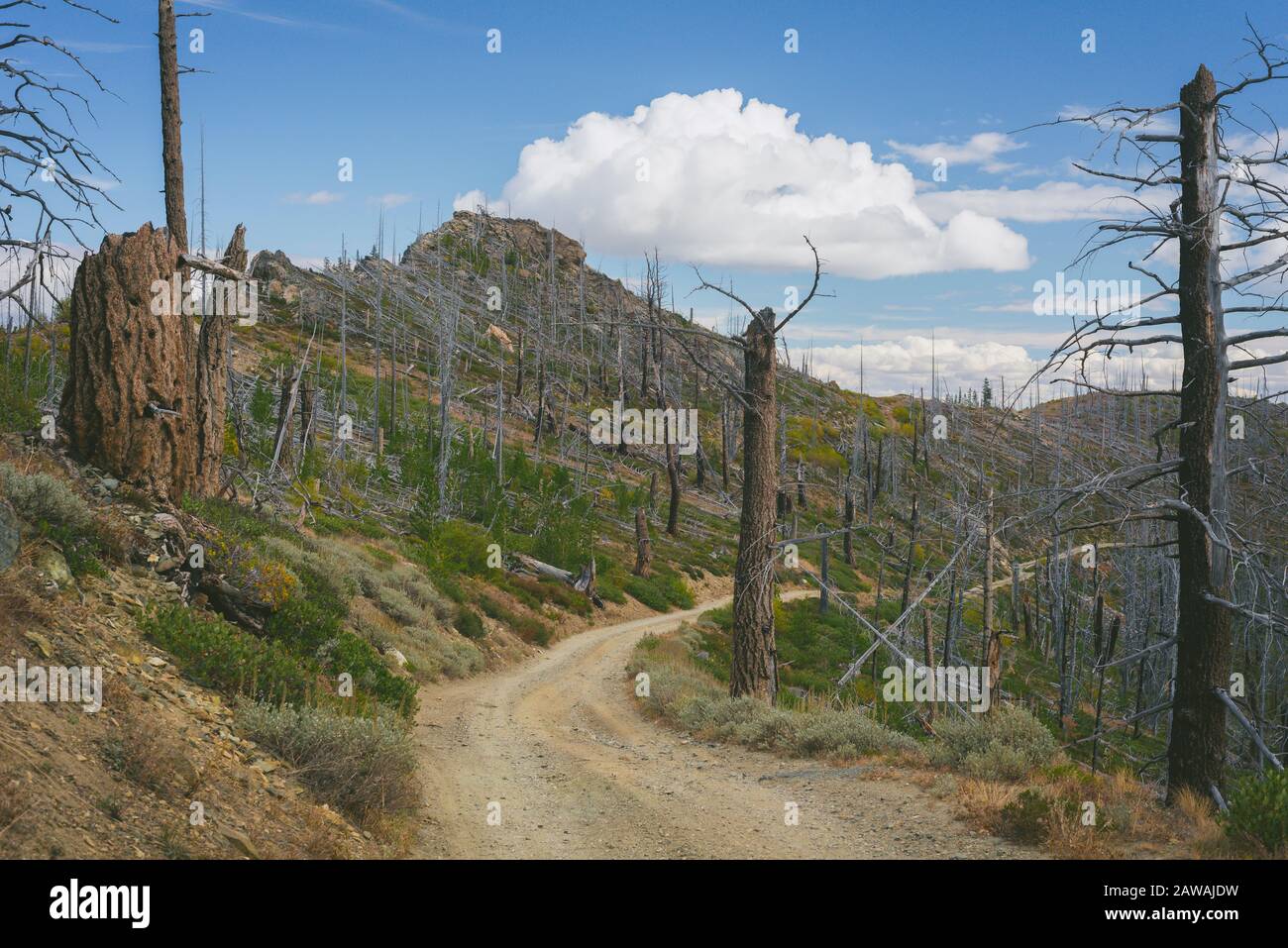 Dead Trees Standing In The Mountains Burned From Wildfire Stock Photo ...
