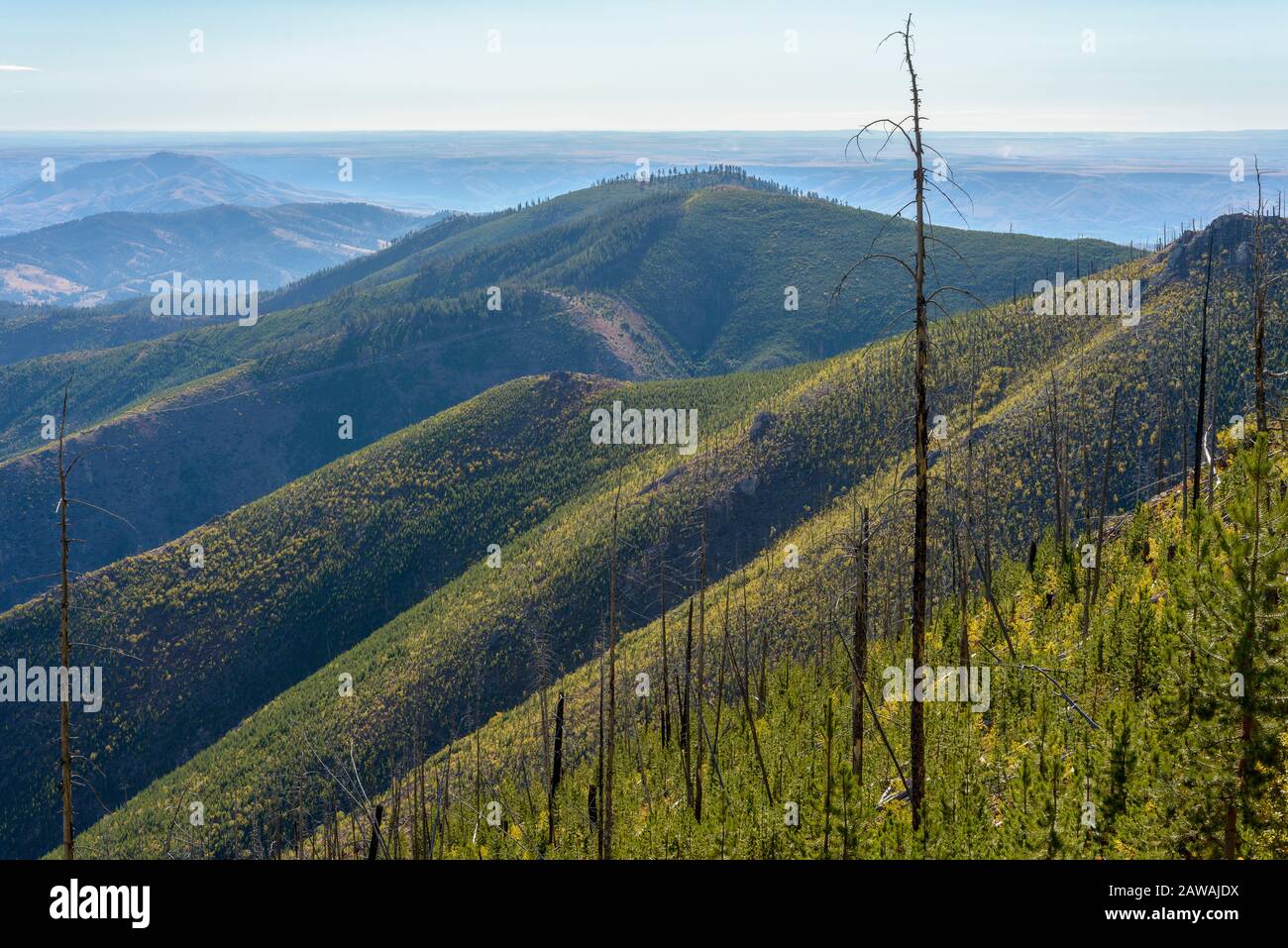 Dead Trees From Wildfire Among New Growth Stock Photo - Alamy
