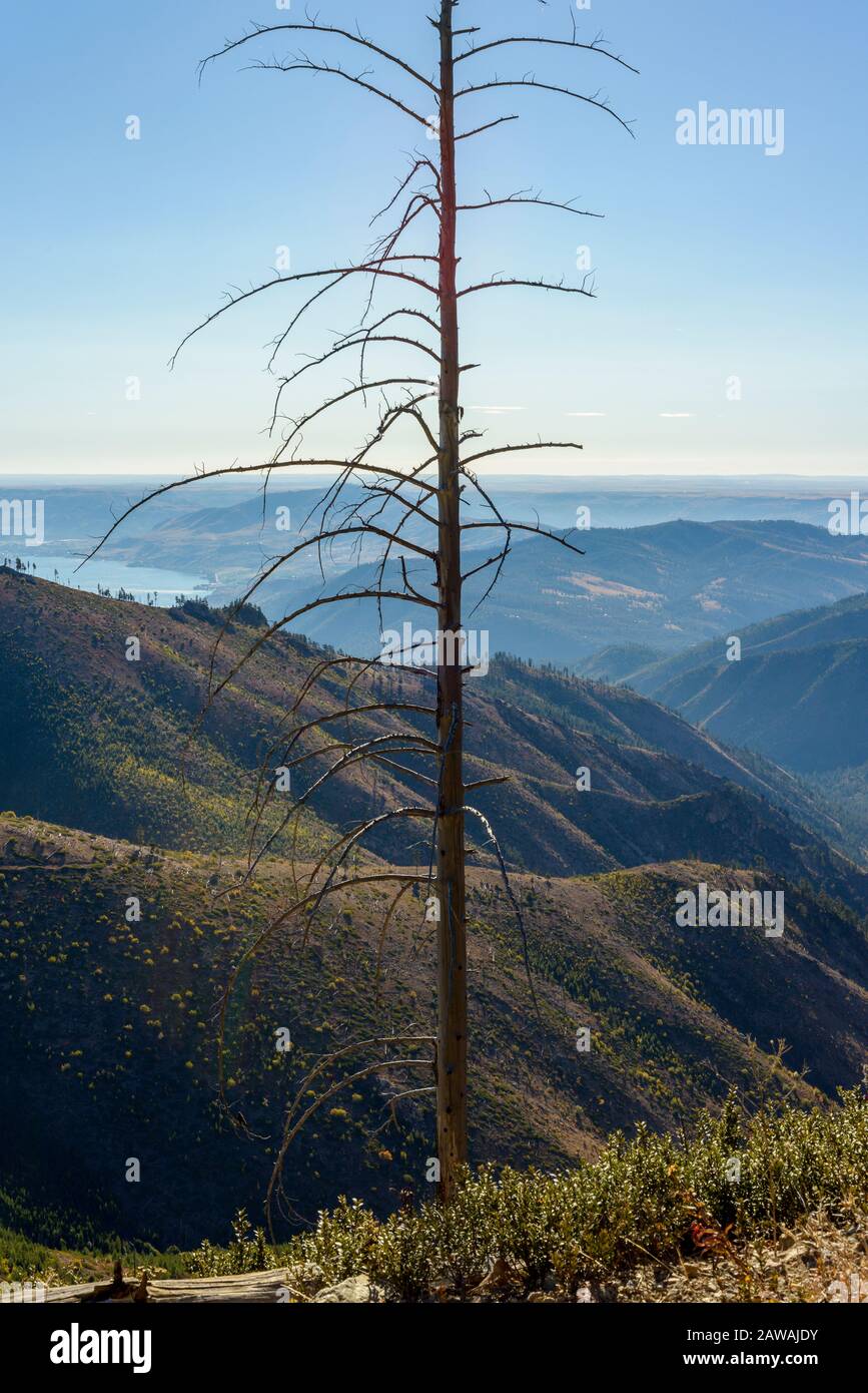 Burnt tree hi-res stock photography and images - Alamy