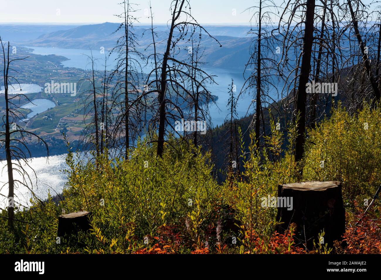 Tree Stumps With Large Lake Below Stock Photo - Alamy