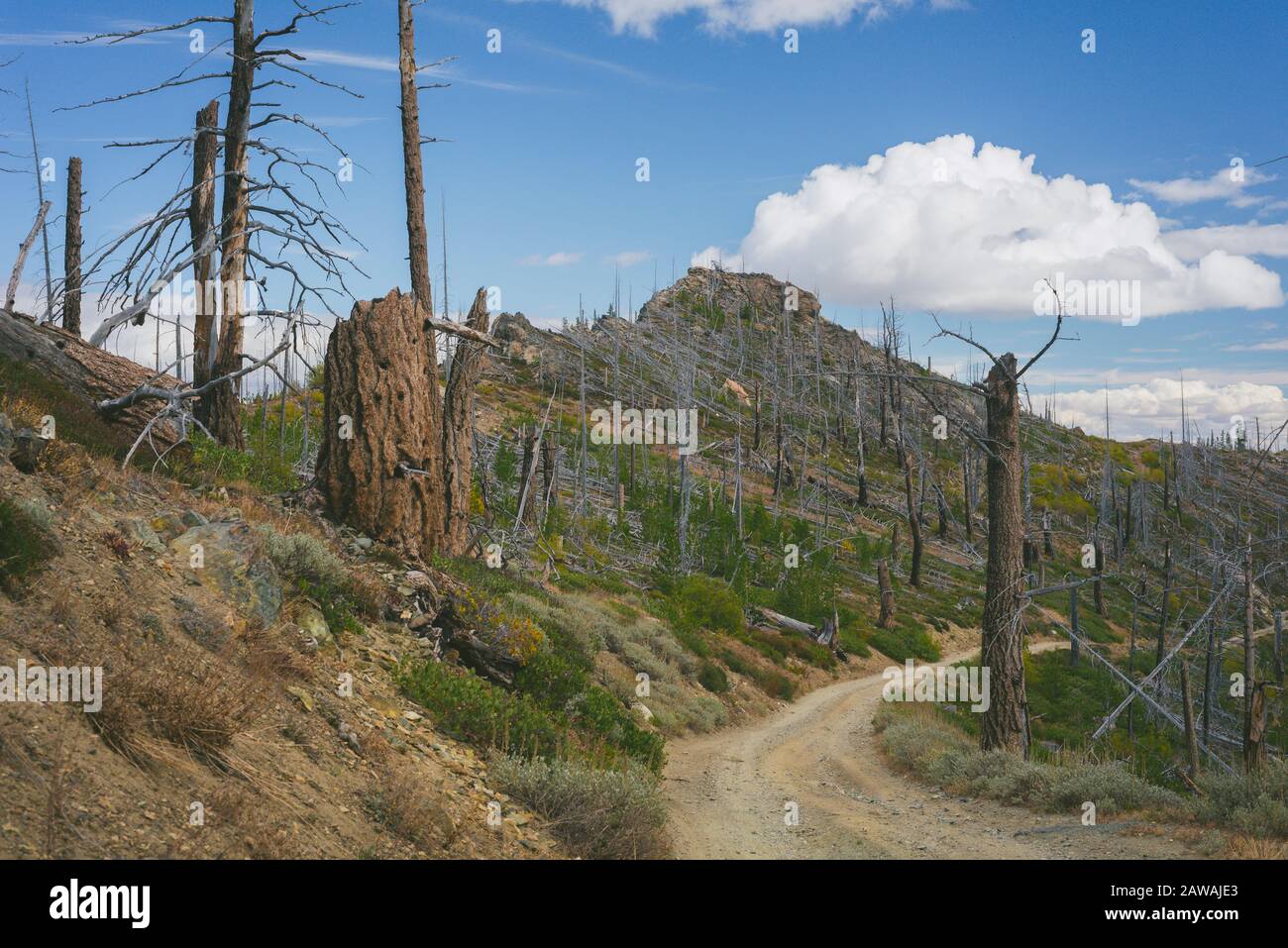 Road In The Mountains With Standing Dead Trees From Wildfire Stock ...