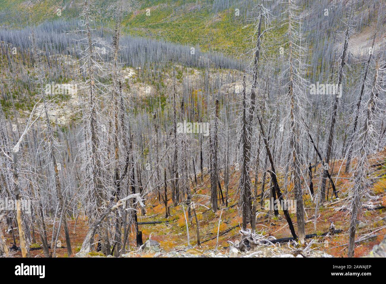 Standing Dead Trees In The Mountains From A Wildfire Stock Photo - Alamy