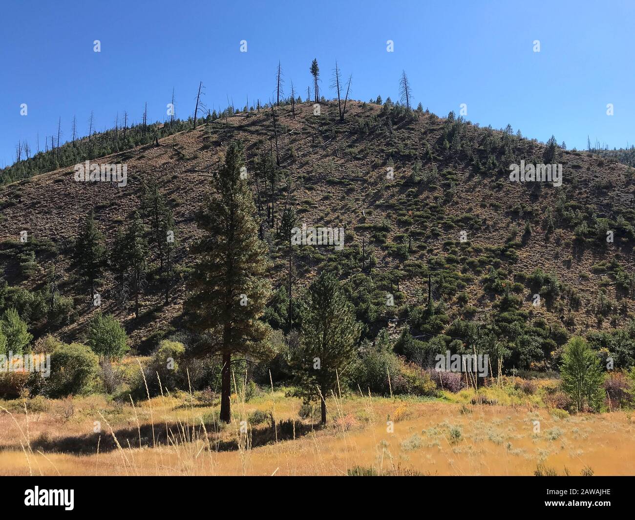 Hill Covered In Trees and Bushes Stock Photo - Alamy