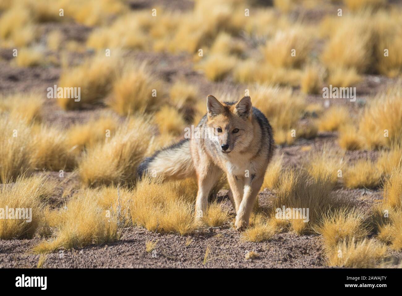 Desert Foxes High Resolution Stock Photography and Images - Alamy