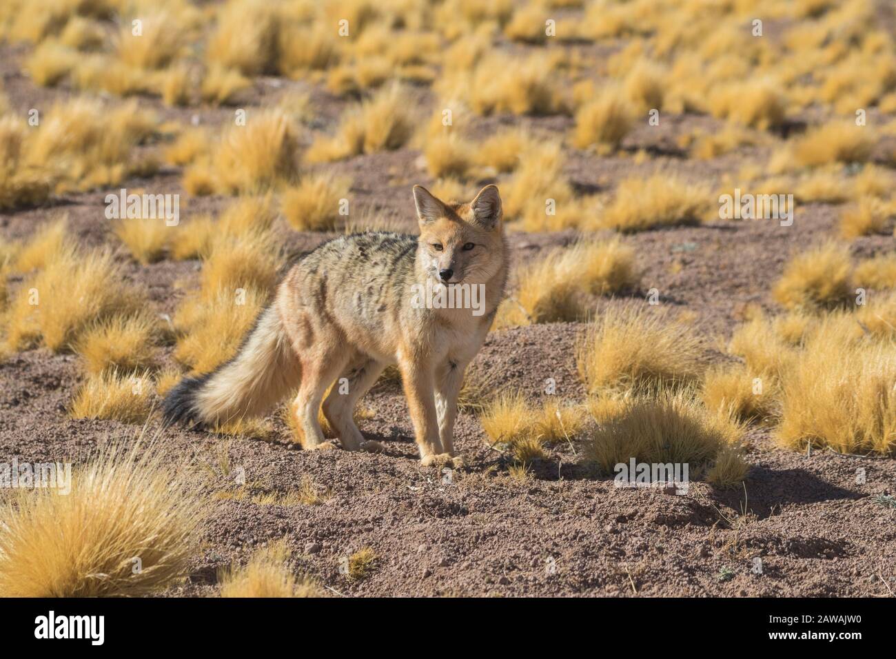 Desert fox chile hi-res stock photography and images - Alamy