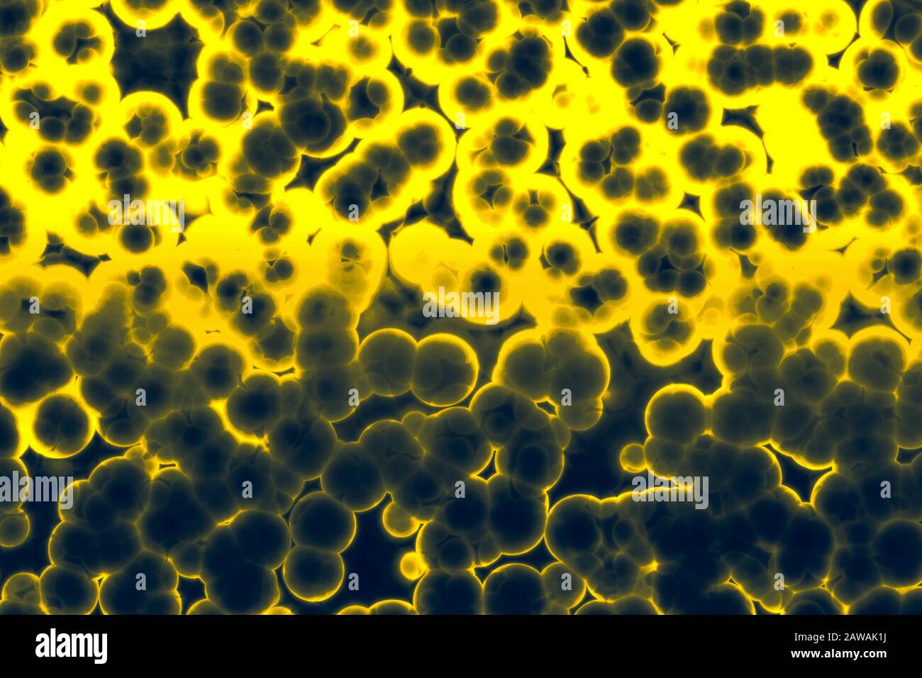 Shape of bacterial cell: cocci, bacilli, spirilla bacteria background ...