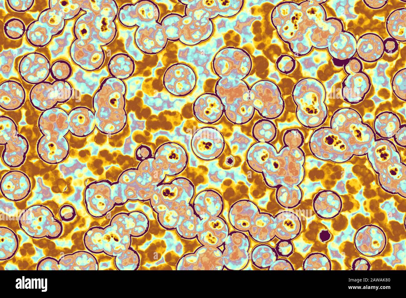 Shape of bacterial cell: cocci, bacilli, spirilla bacteria background ...